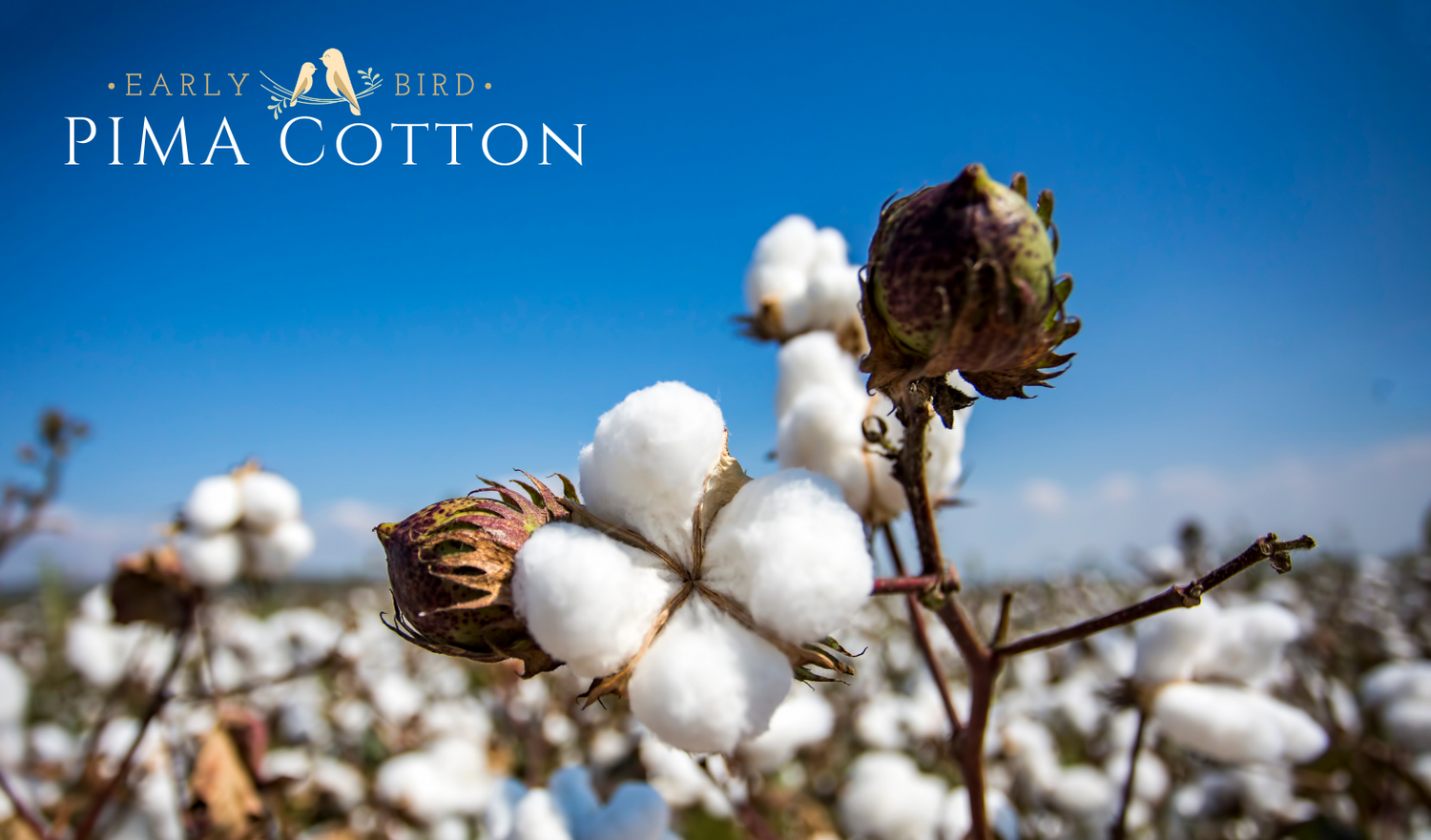 What is Pima Cotton and, why i trust this soft fabric for my baby?